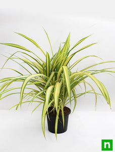 Buy Pandanus Variegated (Golden) - Plant online from Nurserylive at ...