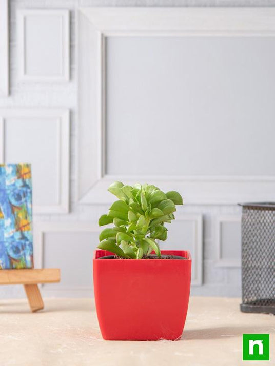 Buy Peperomia dolabriformis, Prayer Pepper - Succulent Plant online ...