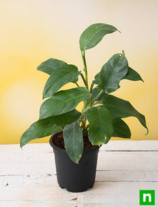 Buy Philodendron Ceylon (Green) - Plant online from Nurserylive at ...