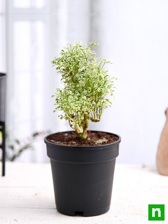 Buy Aralia Miniature White - Plant online from Nurserylive at lowest price.