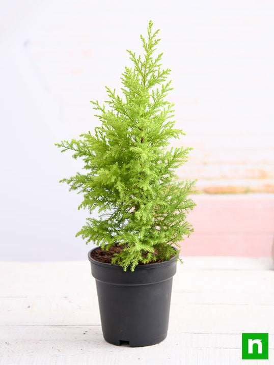 Buy Conifer Plants online from Nurserylive at lowest price.