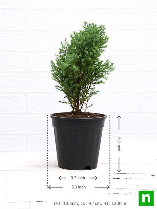 Buy Juniper, Juniperous Erecta - Plant online from Nurserylive at ...