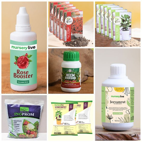 Buy Cassia fistula, Golden shower Tree, Bahava - Plant online from ...