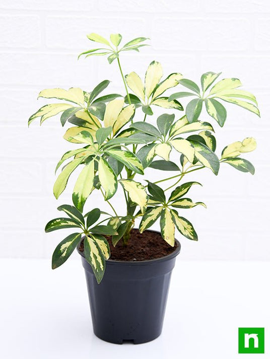 Buy Schefflera Variegated - Plant online from Nurserylive at lowest price.