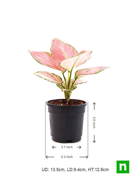 Buy Aglaonema dud anyamanee, Aglaonema anyamanee (Green, Pink) - Plant ...