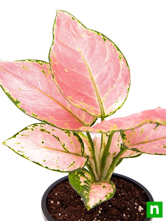 Buy Aglaonema dud anyamanee, Aglaonema anyamanee (Green, Pink) - Plant ...
