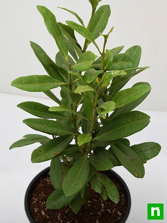 Buy All Spice - Plant online from Nurserylive at lowest price.