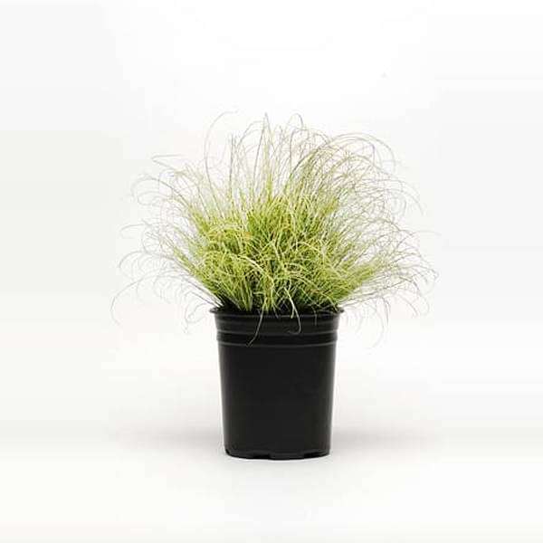 Buy Amazon Mist Carex Grass - Plant online from Nurserylive at lowest ...