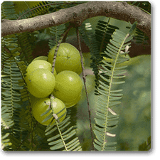 Buy Amla, Tree for Bharani Nakshatra, Aries or Mesh Rashi - Plant ...