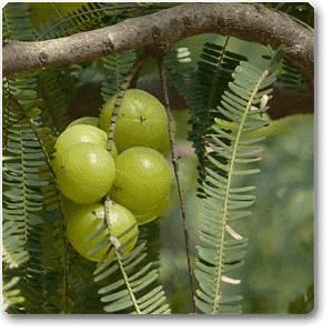 Buy Amla, Tree for Bharani Nakshatra, Aries or Mesh Rashi - Plant ...