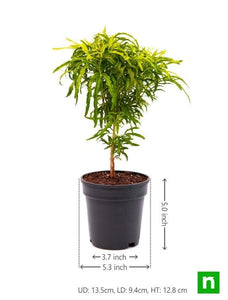 Buy Aralia Golden - Plant online from Nurserylive at lowest price.