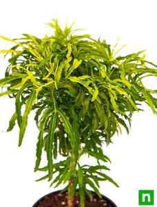 Buy Aralia Golden - Plant online from Nurserylive at lowest price.