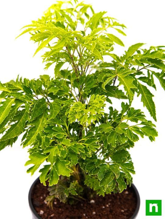 Buy Aralia Green - Plant online from Nurserylive at lowest price.