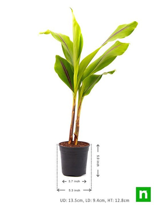 Buy Black Turmeric Plant, Black Haldi - Plant online from Nurserylive ...