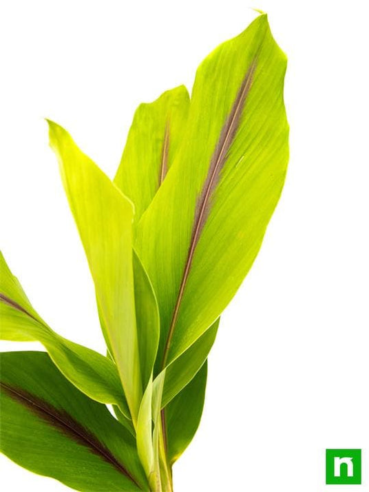 Buy Black Turmeric Plant, Black Haldi - Plant online from Nurserylive ...