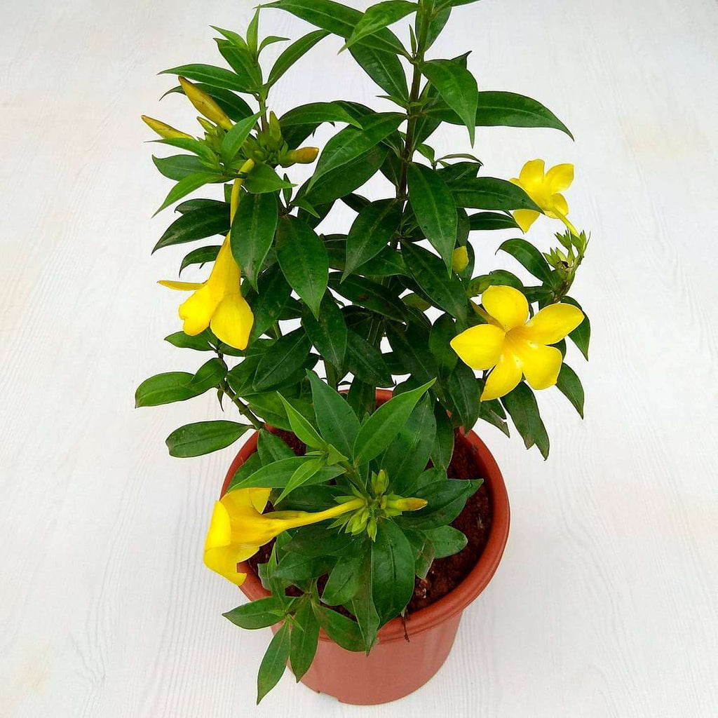 Buy Allamanda Plants online from Nurserylive at lowest price.