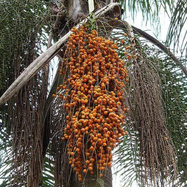 Buy Butia capitata: Cocos capitata: Syagrus capitata - Plant online ...