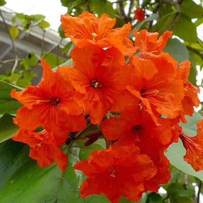 Buy Lal Lasora, Cordia sebestena - Plant online from Nurserylive at ...