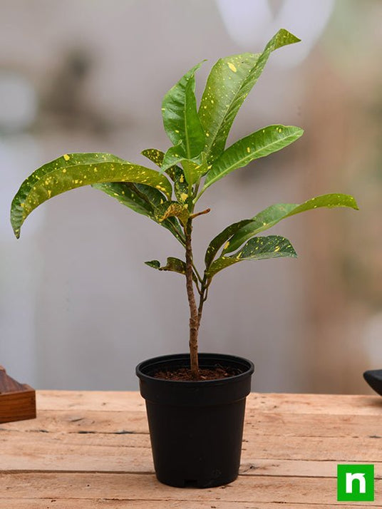 Buy Croton Plant, Codiaeum variegatum (Gold Dust, Big Leaves)- Plant ...