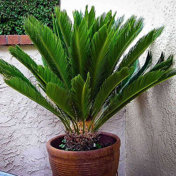 Buy Cycad Plants online from Nurserylive at lowest price.