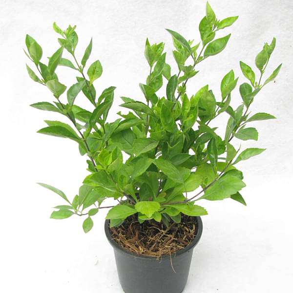 Buy Duranta Green - Plant online from Nurserylive at lowest price.