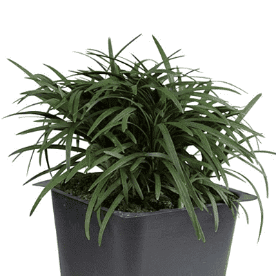 Buy Dwarf Monkey Grass, Ophiopogon Japonicus Kyoto Dwarf - Plant online ...