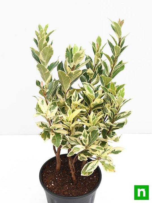 Buy Ficus Safari, Ficus benjamina - Plant online from Nurserylive at ...