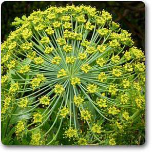 Buy Galbanum - Plant online from Nurserylive at lowest price.