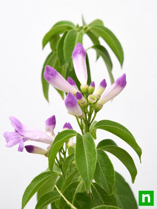 Buy Garlic Creeper, Mansoa Alliacea - Plant online from Nurserylive at ...