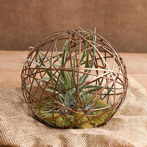 Buy Geo Ball - Air Plant online from Nurserylive at lowest price.