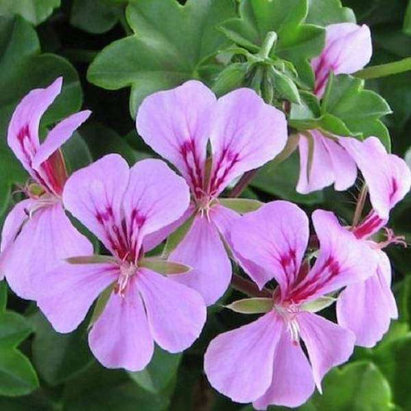 Buy Geranium Plants online from Nurserylive at lowest price.