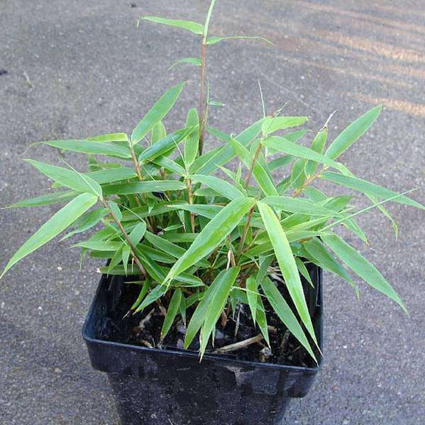 Buy Nakshatra Zodiac Rashi Plants online from Nurserylive at lowest price.