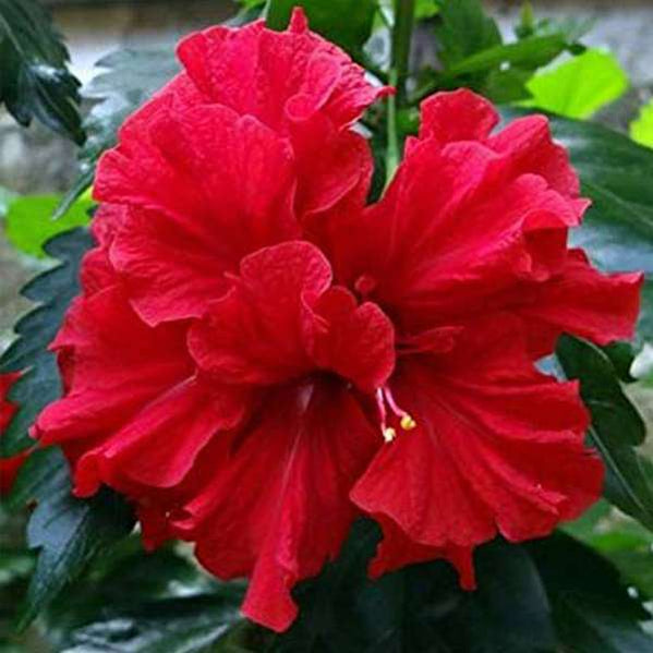 Buy China Rose online from Nurserylive at lowest price.
