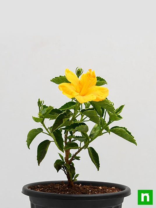 Buy Hibiscus, Gudhal Flower (Yellow) - Plant online from Nurserylive at ...