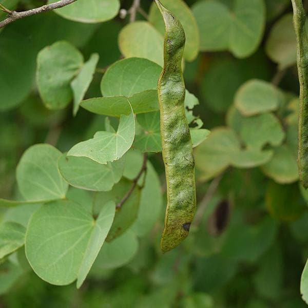 Buy Katmauli, Bidi Leaf Tree, Apta - Plant online from Nurserylive at ...