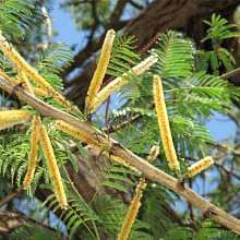 Buy Khair, Tree for Mrigashira Nakshatra, Taurus or Vrishabha Rashi ...