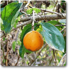 Buy Kuchla - Plant online from Nurserylive at lowest price.