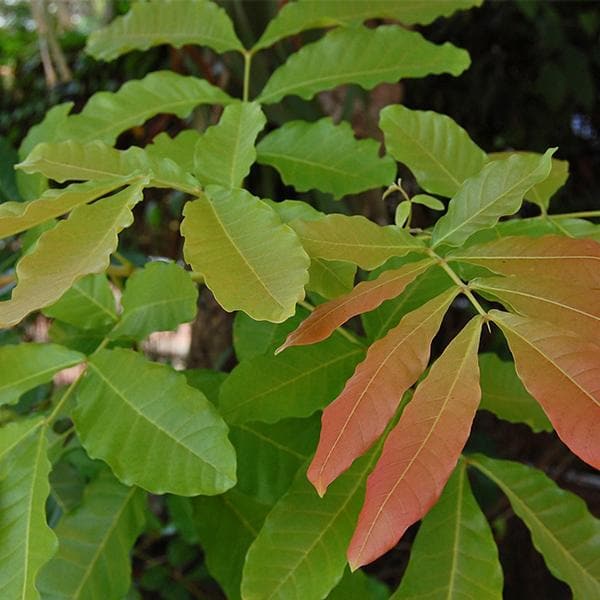 Buy Kusum Tree, Ceylon Oak - Plant online from Nurserylive at lowest price.