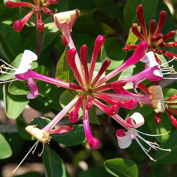 Buy Lonicera - Plant online from Nurserylive at lowest price.