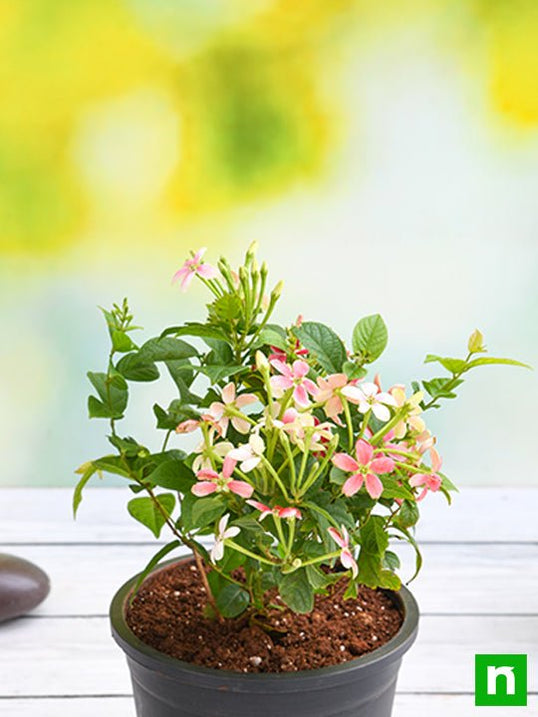 Top 10 Flowering Creepers To Make Your Garden A Happy Space | Nurserylive