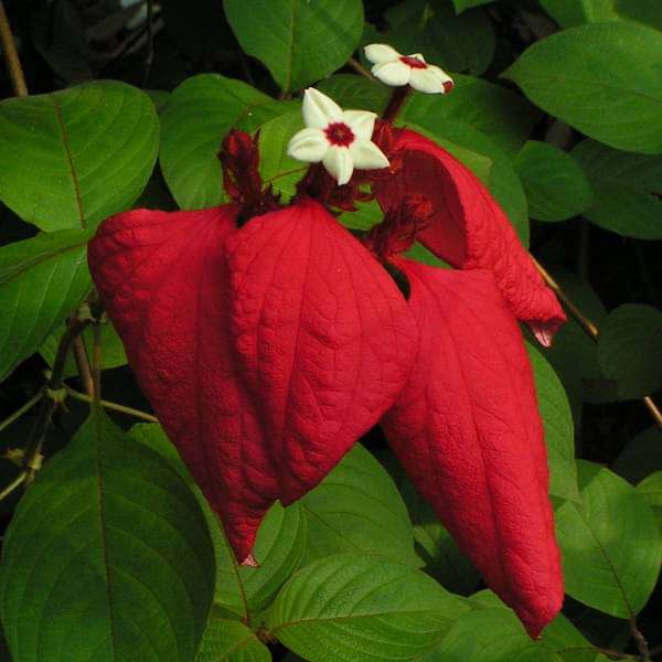 Buy Mussaenda ( Red ) - Plant online from Nurserylive at lowest price.