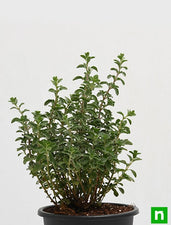 Buy Origanum Majorana, Marjoram, Marwa - Plant online from Nurserylive ...