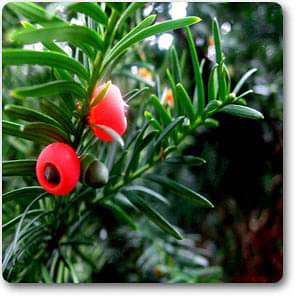 Buy Pacific Yew - Plant online from Nurserylive at lowest price.