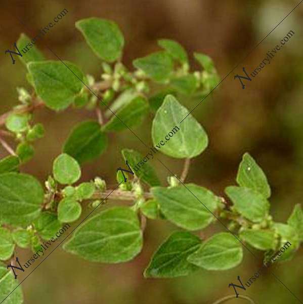 Buy Pellitory - Plant online from Nurserylive at lowest price.