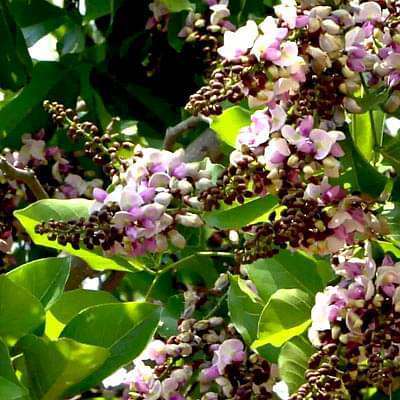Buy Pongamia Pinnata, Karanj - Plant online from Nurserylive at lowest ...