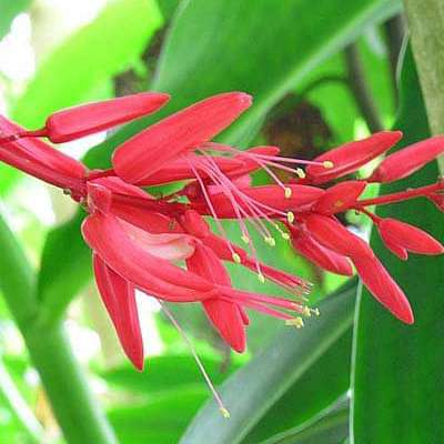 Buy Quassia amara - Plant online from Nurserylive at lowest price.