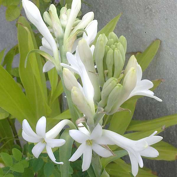 Buy Aromatic Fragrant Plants online from Nurserylive at lowest price.