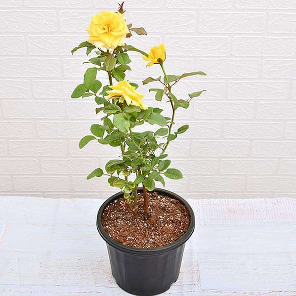 Buy Rose Plants online from Nurserylive at lowest price.