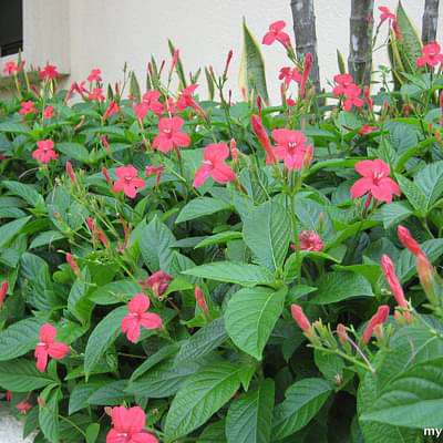 Buy Ruellia rosea - Plant online from Nurserylive at lowest price.