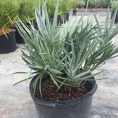Buy Serenoa repens silver - Plant online from Nurserylive at lowest price.